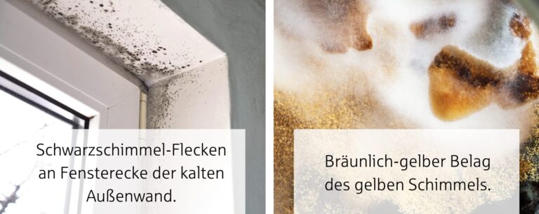 Schimmel In Den Ecken Entfernen